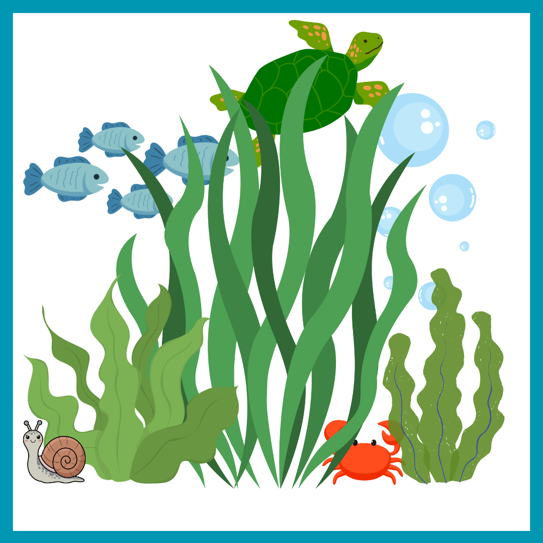 Seaweed & Kelp Product Comparison Chart (Nori, Supplements, Seaweed ...